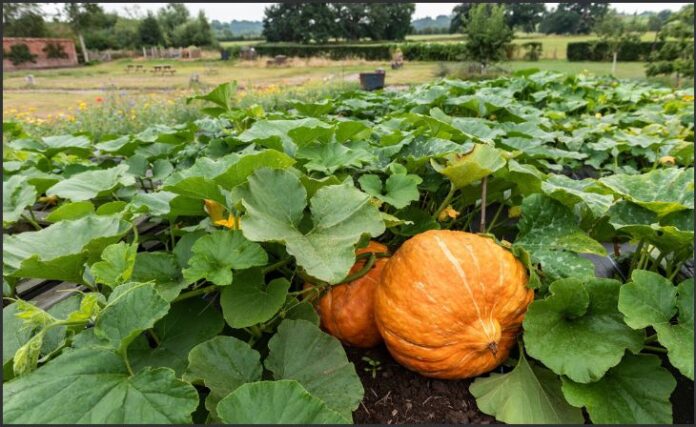 Pumpkin cultivation in small backyard gardens