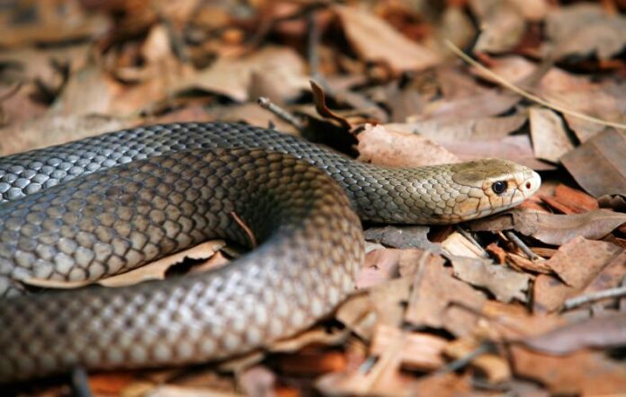 Seven of the World's Deadliest Snakes - Pumpkin Head Farm